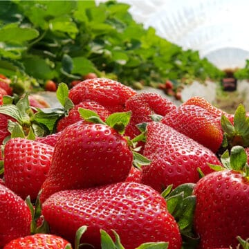 Snow White Strawberry (All You Need to Know)