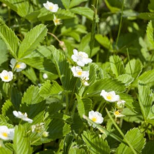 Strawberry Varieties Article Archives – Page 3 of 3 – Strawberry Plants