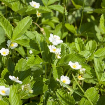 Strawberry Varieties Article Archives – Page 3 of 3 – Strawberry Plants
