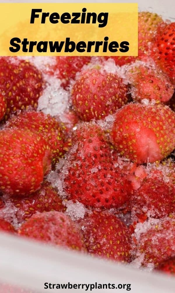 How to Freeze Strawberries: (All You Need to Know)