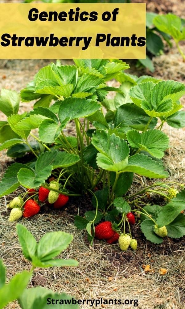 Genetics of Strawberry Plants – Strawberry Plants