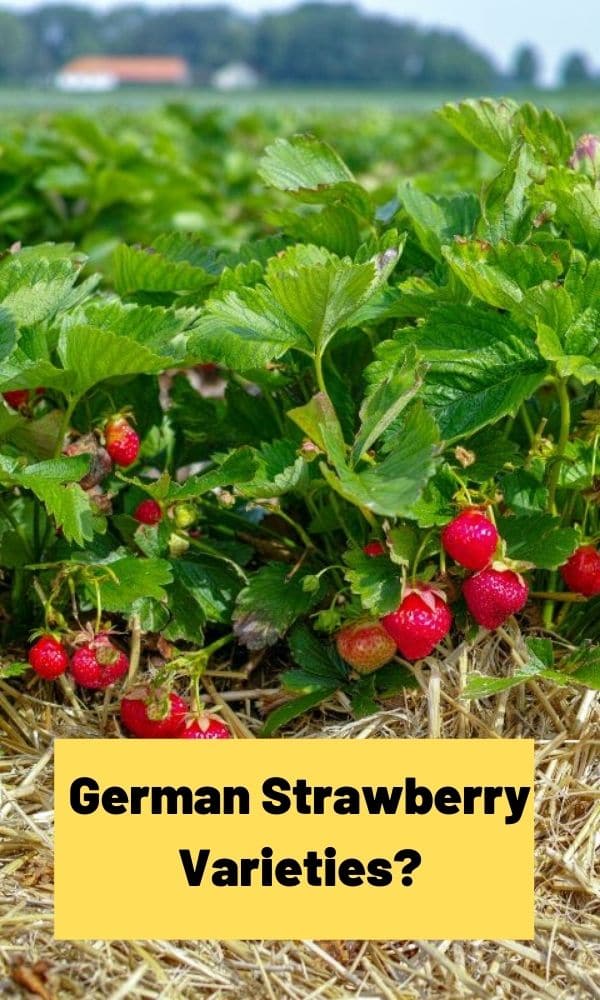 German Strawberry Varieties? – Strawberry Plants
