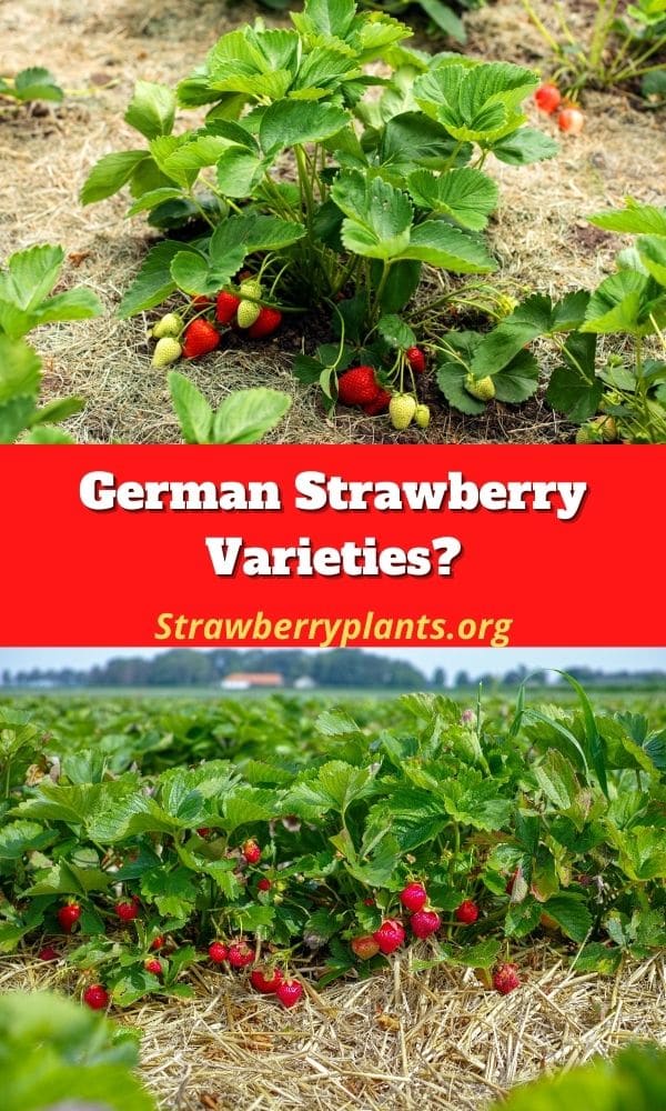 German Strawberry Varieties? – Strawberry Plants
