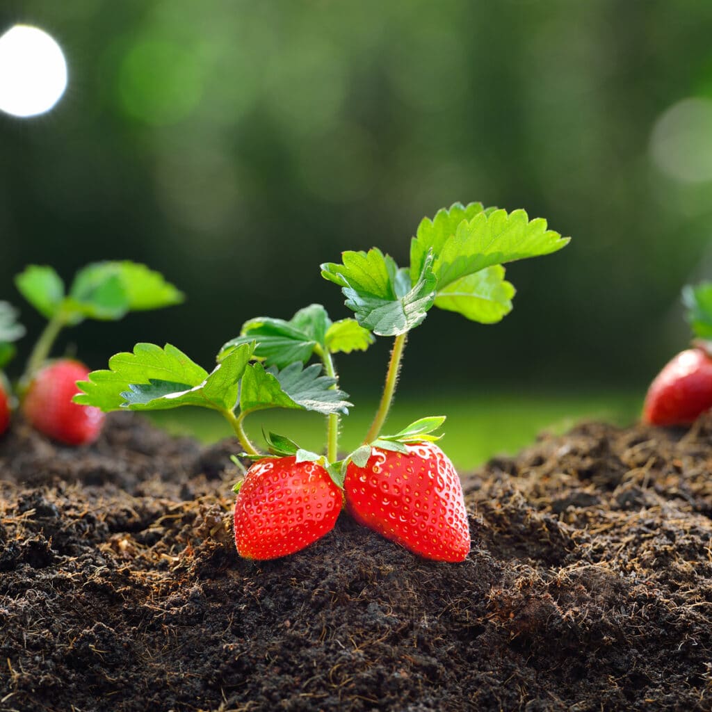 Strawberry Plants - #1 Strawberry Resource