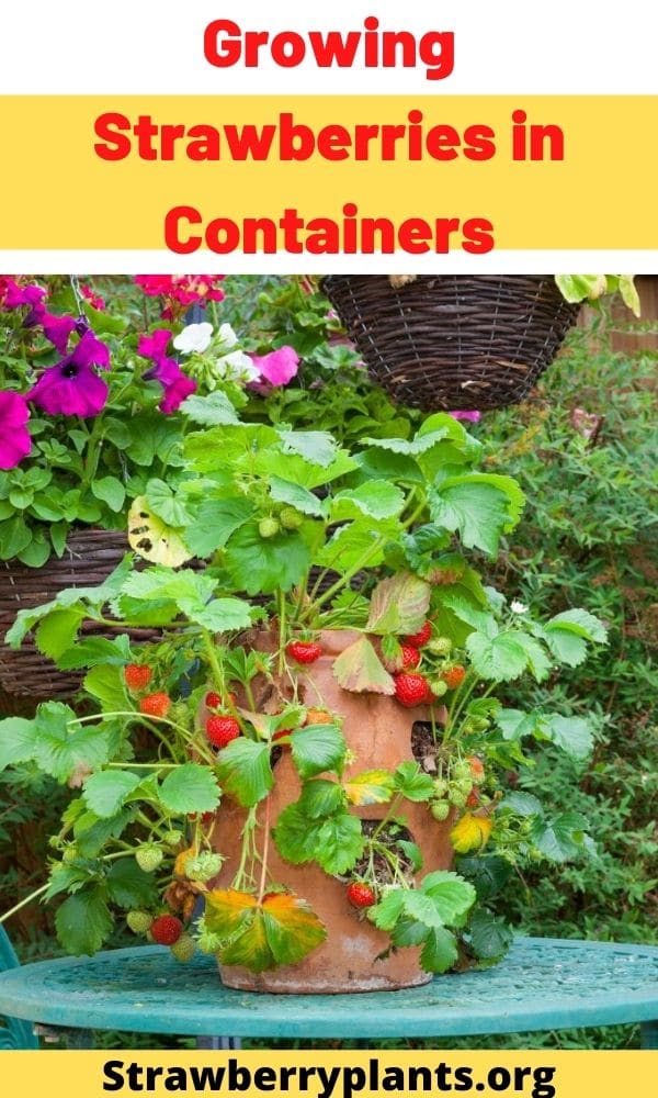 Growing Strawberries in Containers – Strawberry Plants