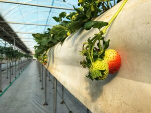 Growing Strawberries in Gutters – Strawberry Plants