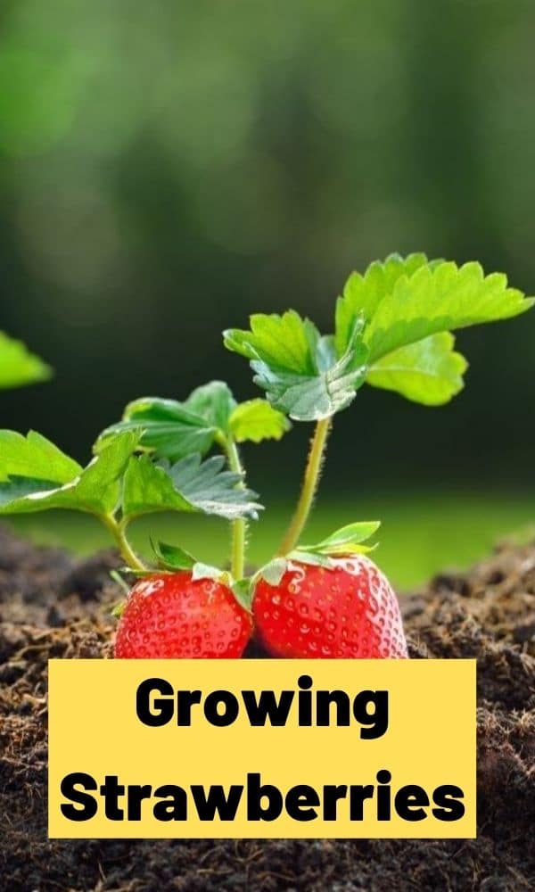 Growing Strawberries Varieties at Mary Galvin blog