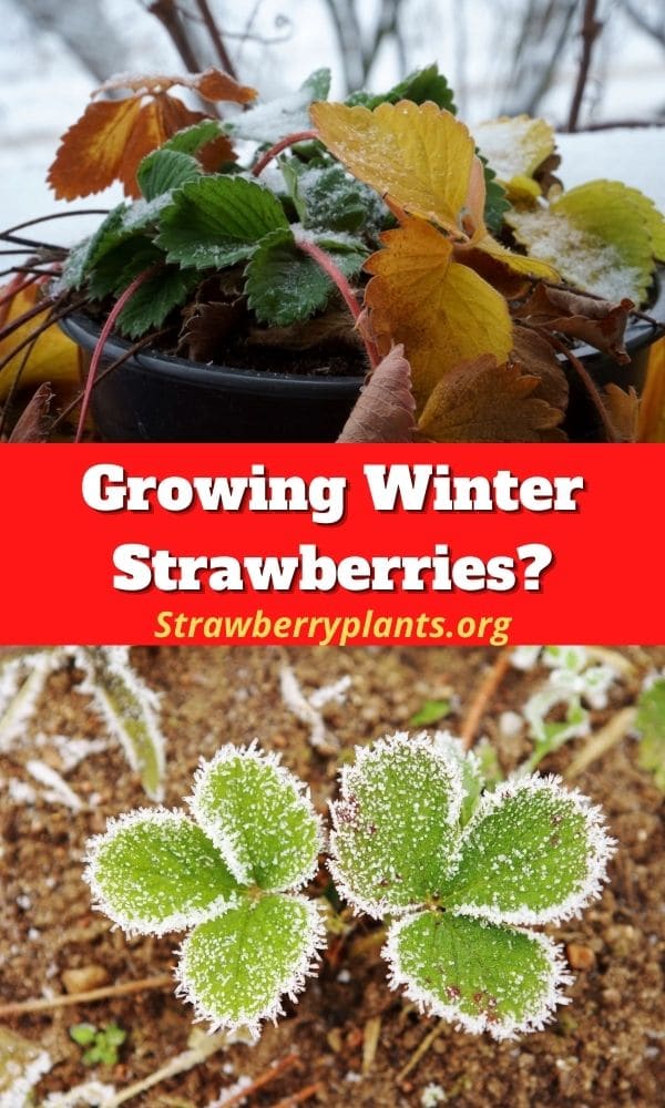 Growing Winter Strawberries? – Strawberry Plants
