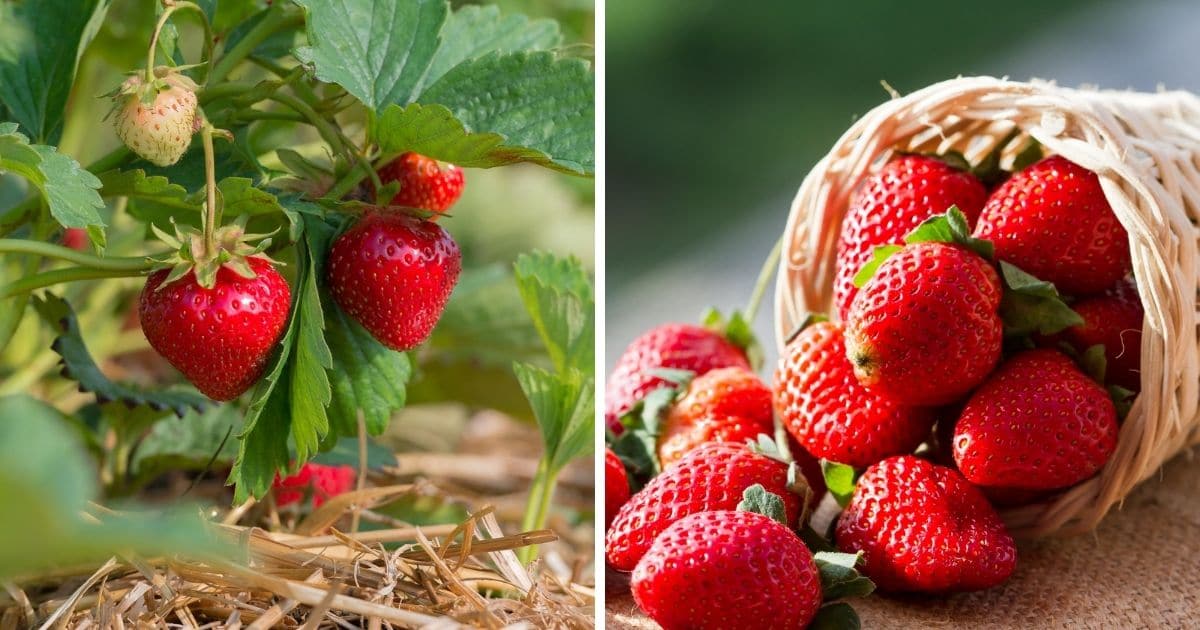 How to Boost the Sweetness of Your Strawberries (Guide)