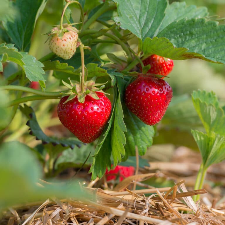 Growing Strawberries Indoors in Greenhouses: The Ultimate Guide