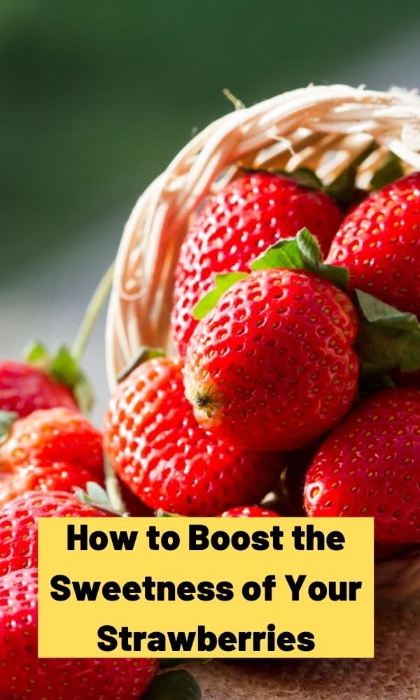 How to Boost the Sweetness of Your Strawberries (Guide)