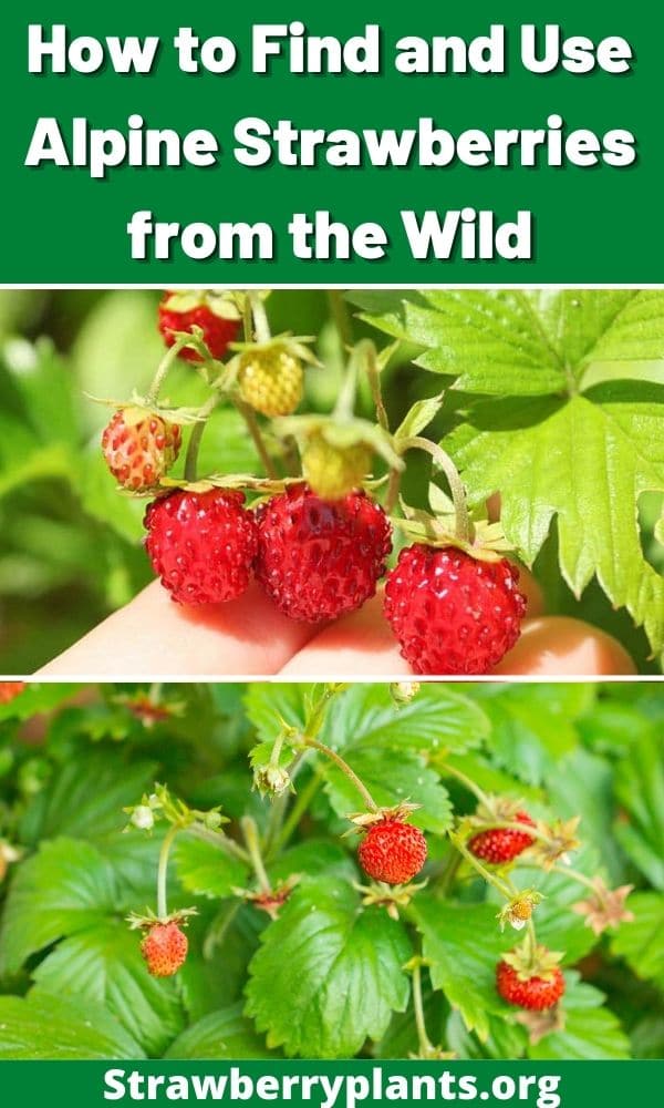 How to Find and Use Alpine Strawberries from the Wild