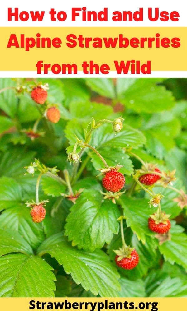 How to Find and Use Alpine Strawberries from the Wild