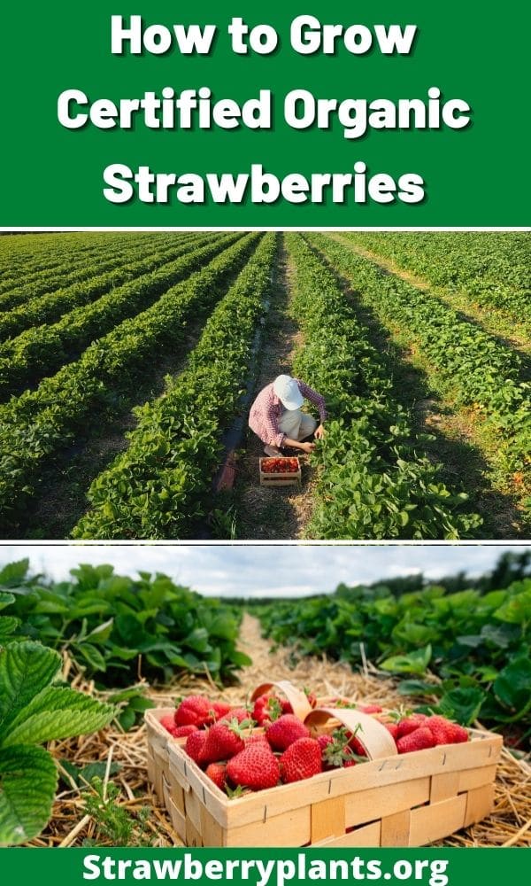 How to Grow Certified Organic Strawberries – Strawberry Plants