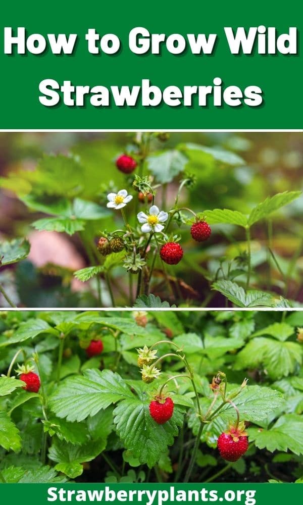 How to Grow Wild Strawberries – Strawberry Plants