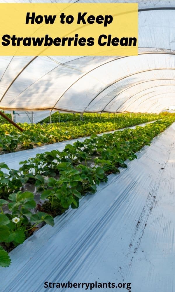 How to Keep Strawberries Clean – Strawberry Plants