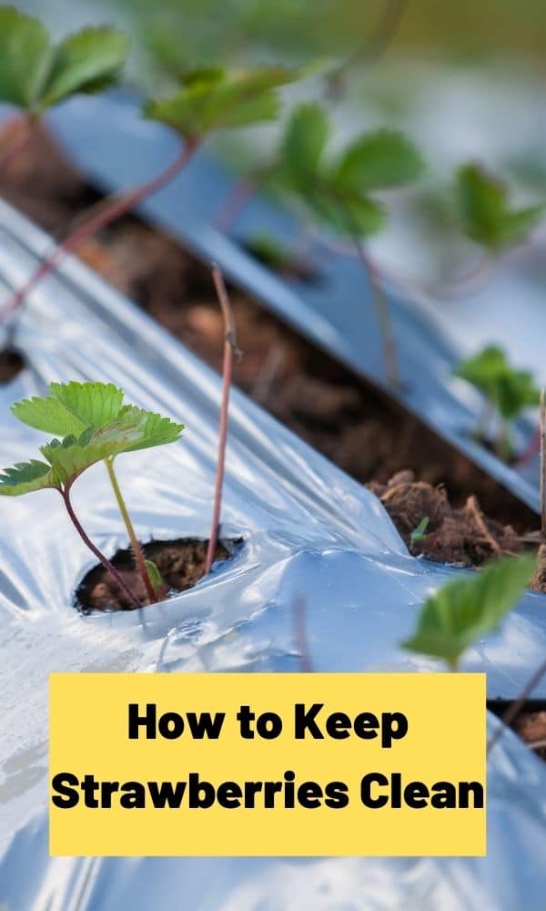 How to Keep Strawberries Clean – Strawberry Plants