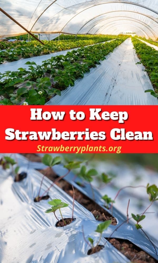 How to Keep Strawberries Clean – Strawberry Plants