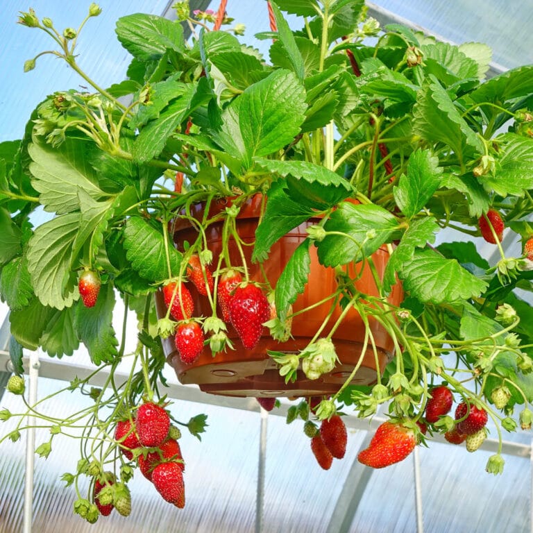 Growing Strawberries Article Archives – Strawberry Plants