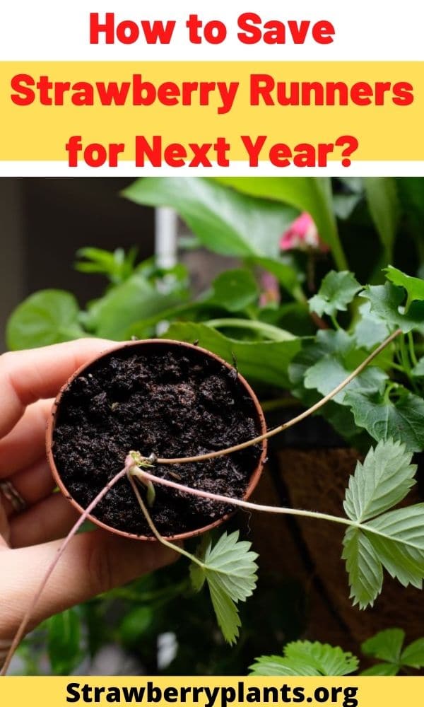 How to Save Strawberry Runners for Next Year? – Strawberry Plants