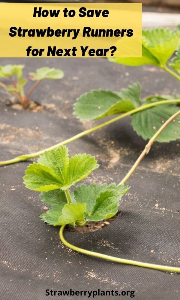 How to Save Strawberry Runners for Next Year? – Strawberry Plants