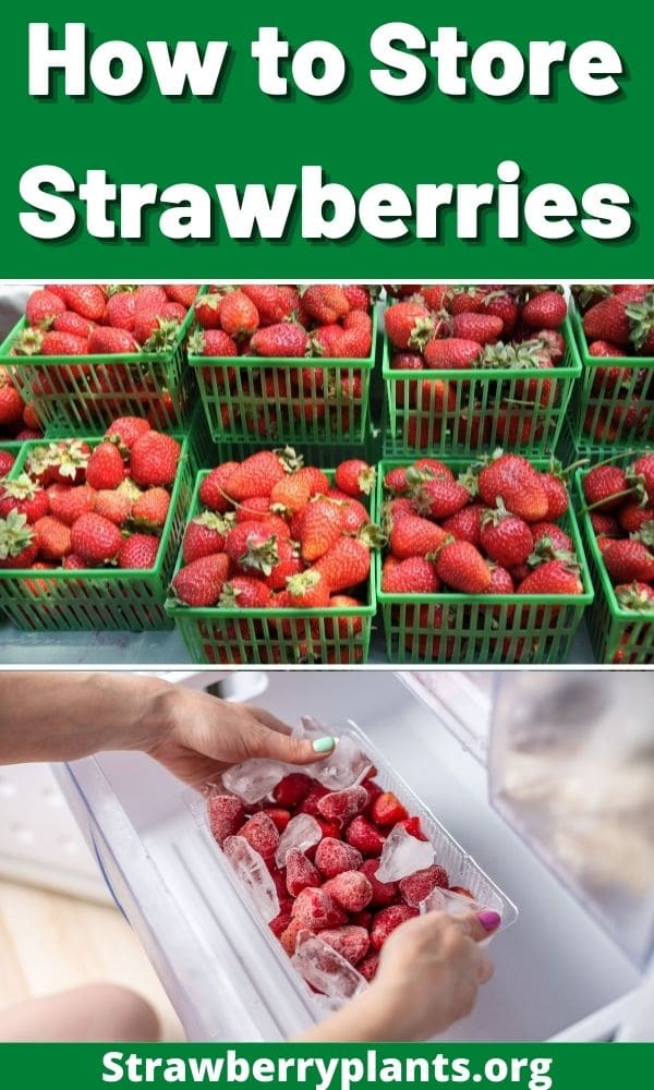 How to Store Strawberries – Strawberry Plants