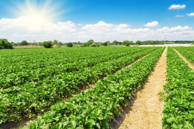 Matted Row System – Strawberry Plants