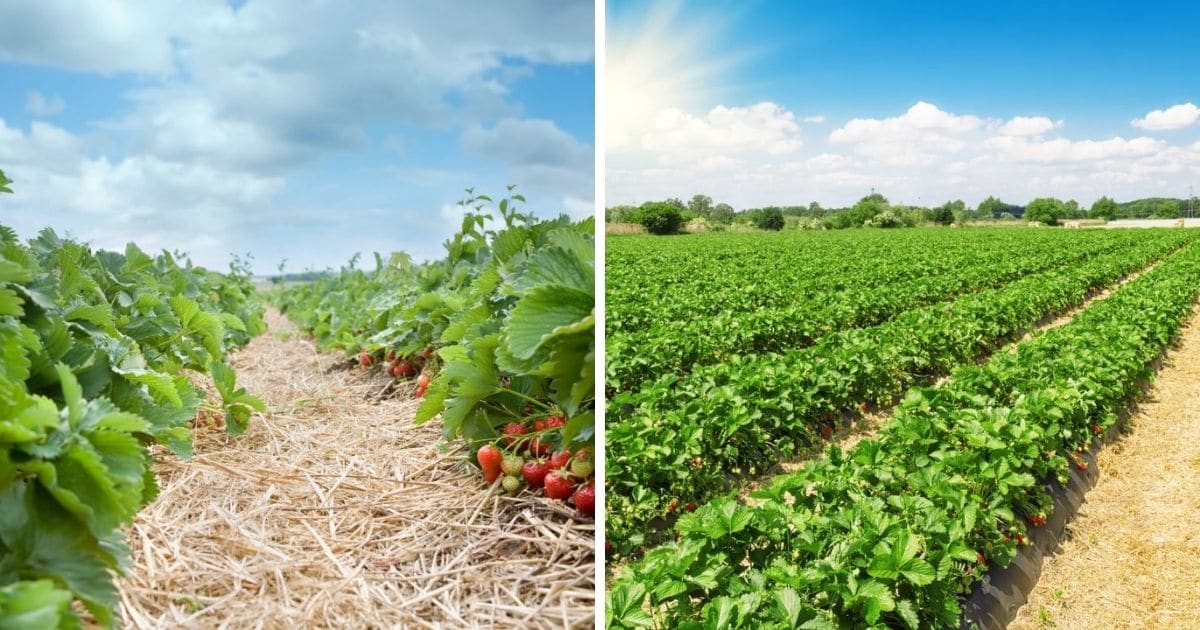 Matted Row System – Strawberry Plants