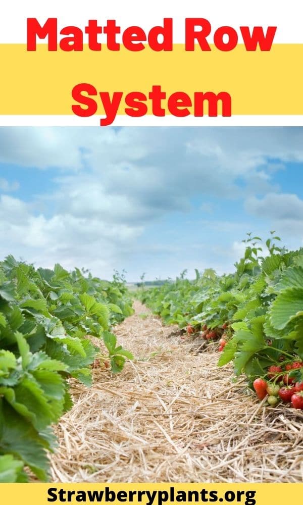 Matted Row System – Strawberry Plants