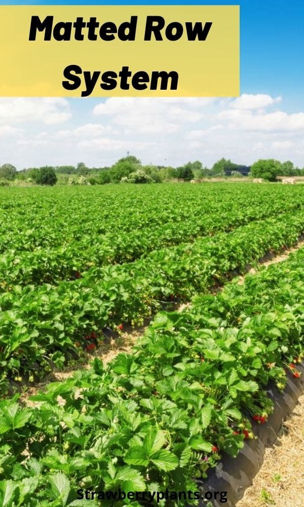 Matted Row System – Strawberry Plants