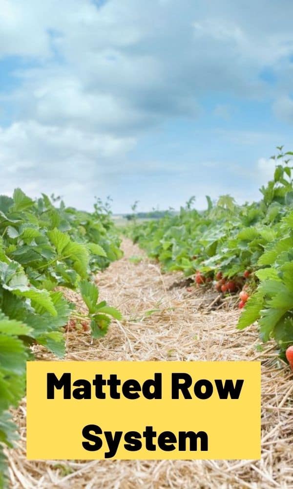 Matted Row System – Strawberry Plants