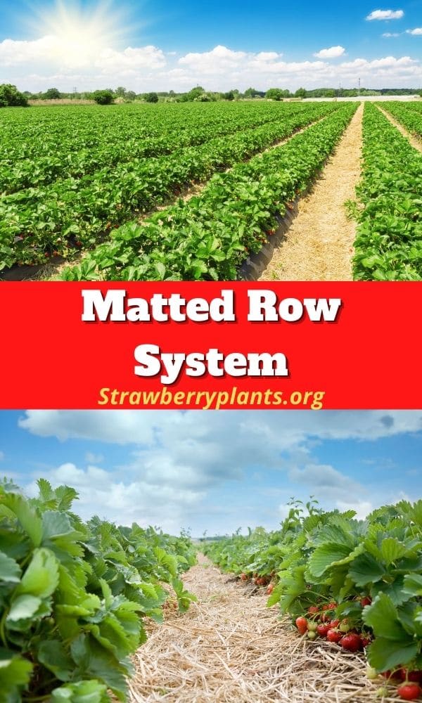 Matted Row System – Strawberry Plants
