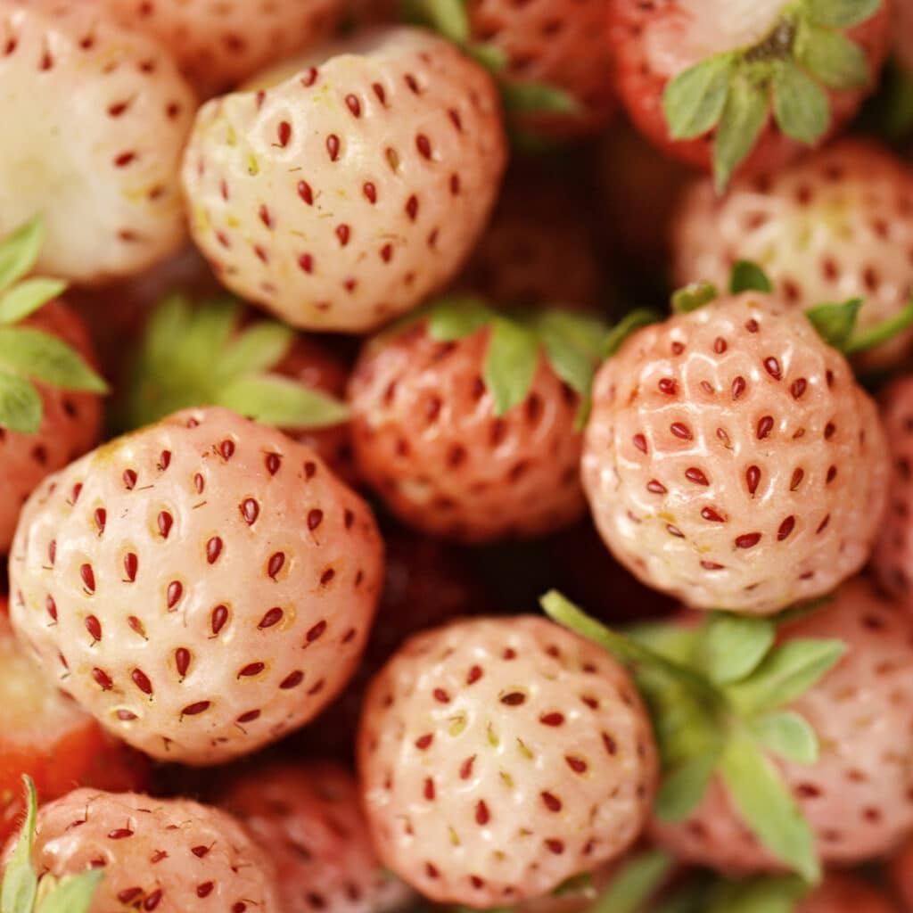 Why Are My Strawberries Small? + Causes and Prevention.