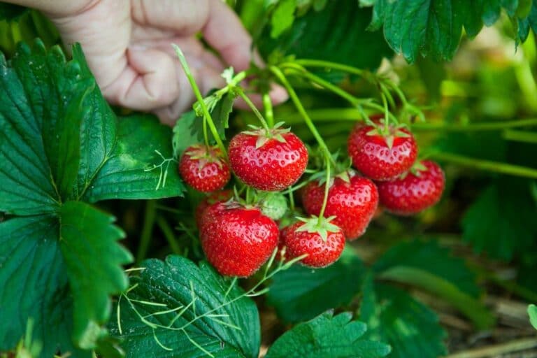 Monthly Growing Strawberries Guide – Strawberry Plants
