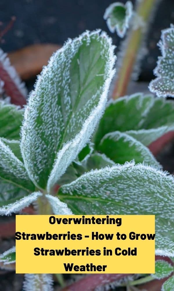 Overwintering Strawberries: (Growing Strawberries in Cold Weather)