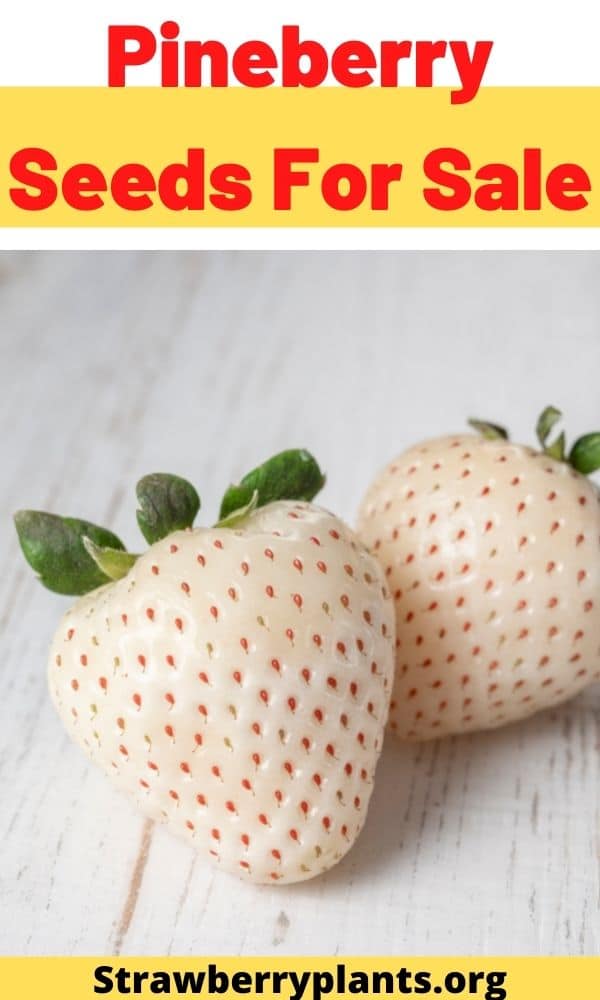 Pineberry Seeds for Sale – Strawberry Plants