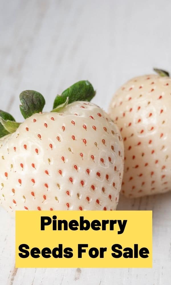 Pineberry Seeds for Sale – Strawberry Plants