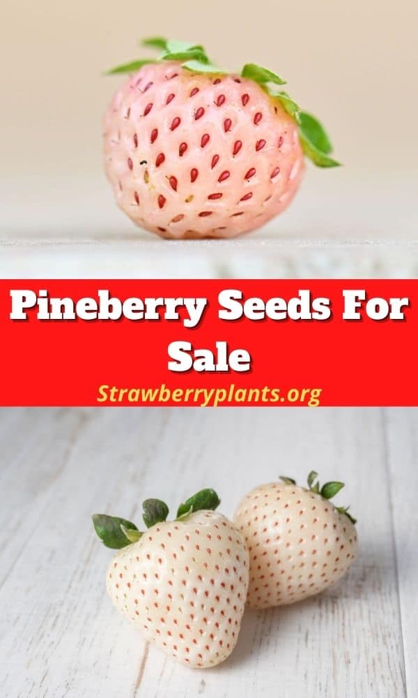 Pineberry Seeds for Sale – Strawberry Plants