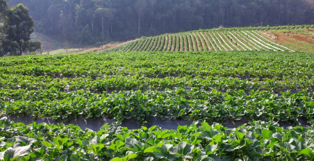 Planting Strawberries on a Hillside – Strawberry Plants