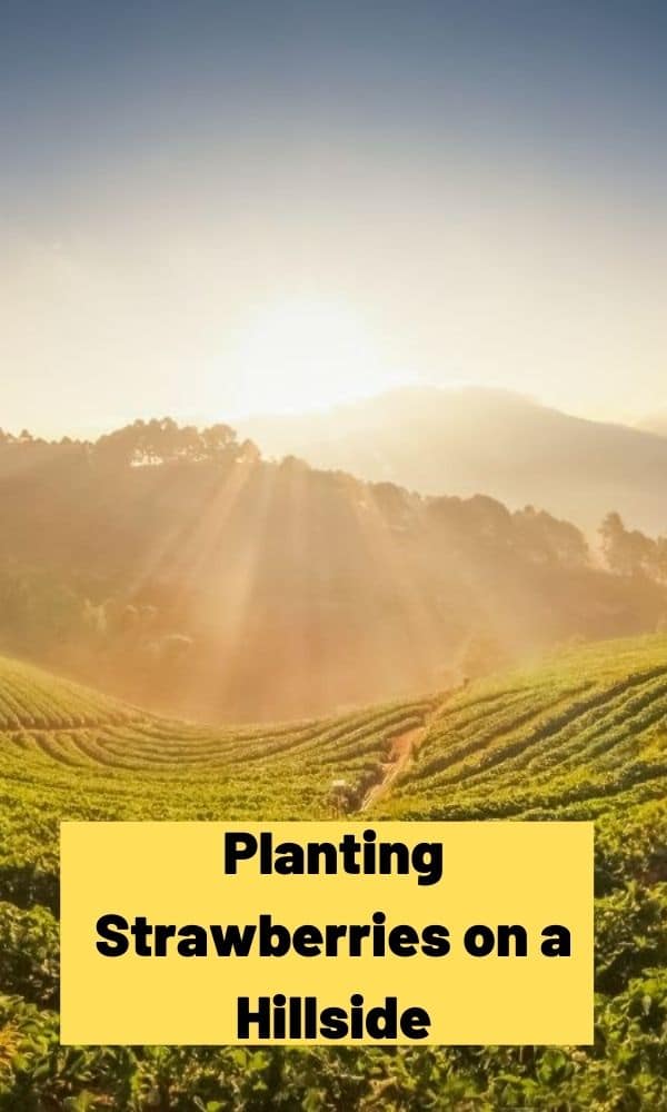 Planting Strawberries on a Hillside – Strawberry Plants