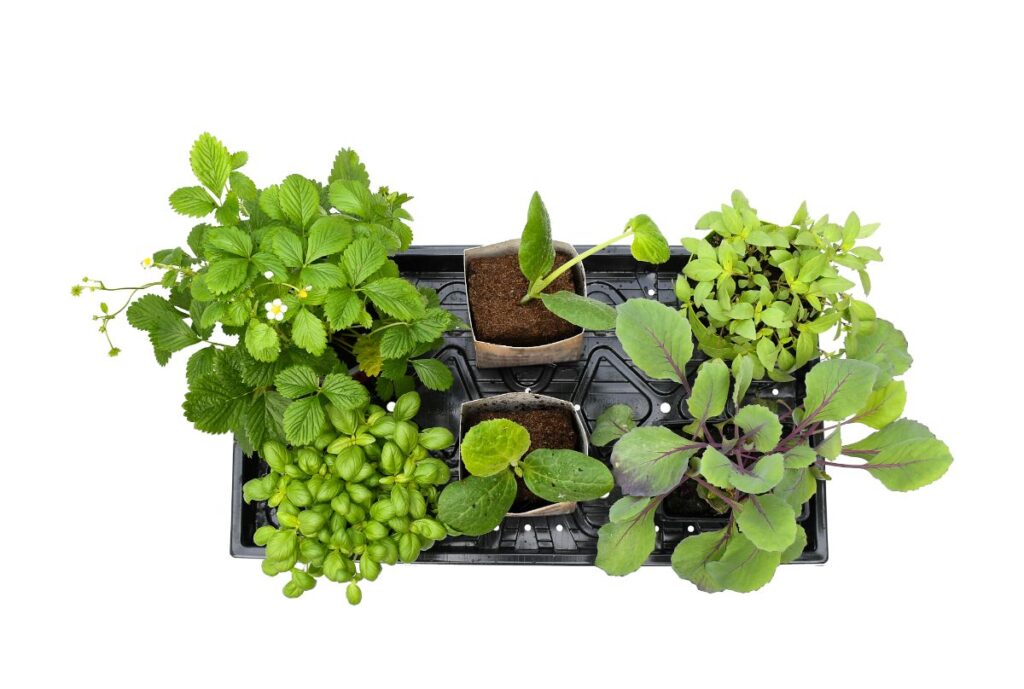 Planting Strawberries With Cucumbers Strawberry Plants