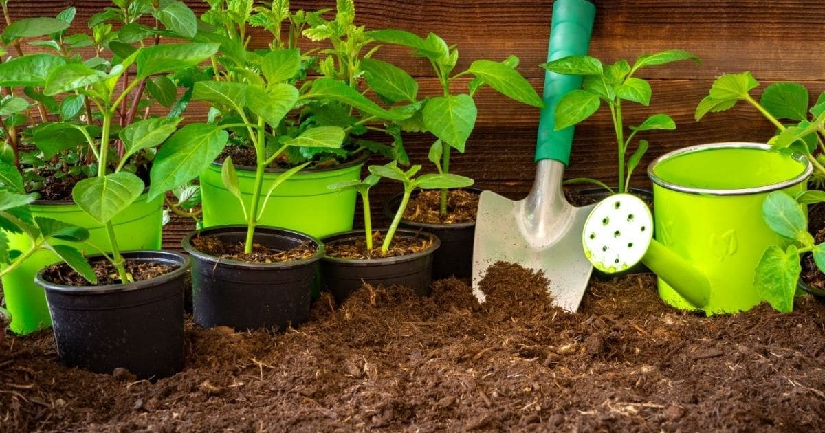 Planting Strawberries With Cucumbers Strawberry Plants