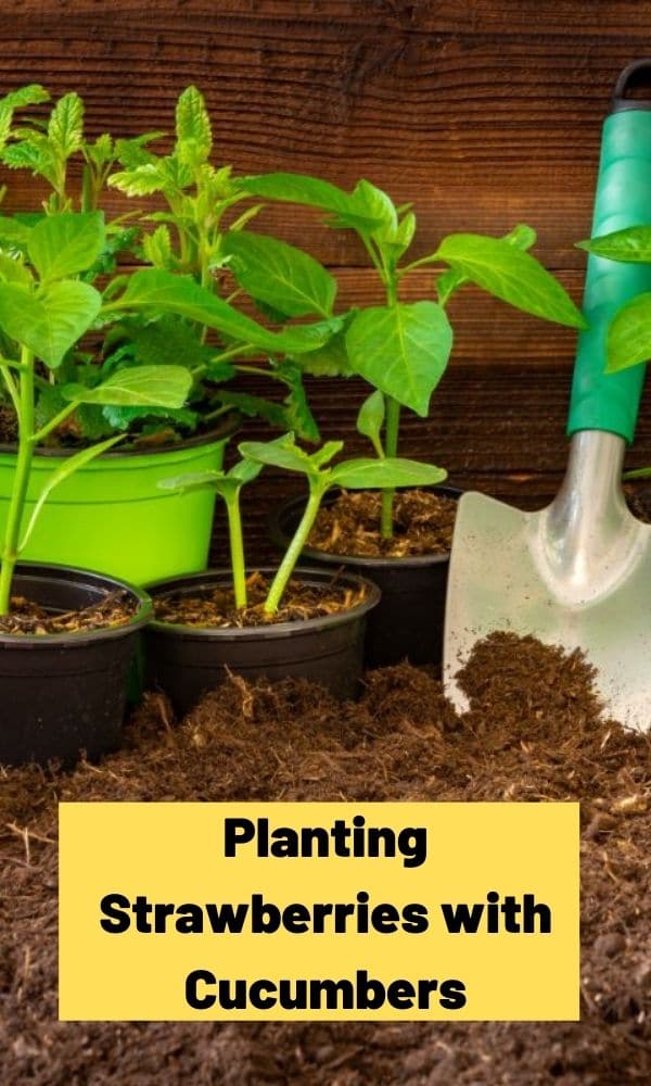 Planting Strawberries With Cucumbers Strawberry Plants