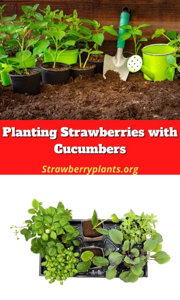 Planting Strawberries With Cucumbers Strawberry Plants