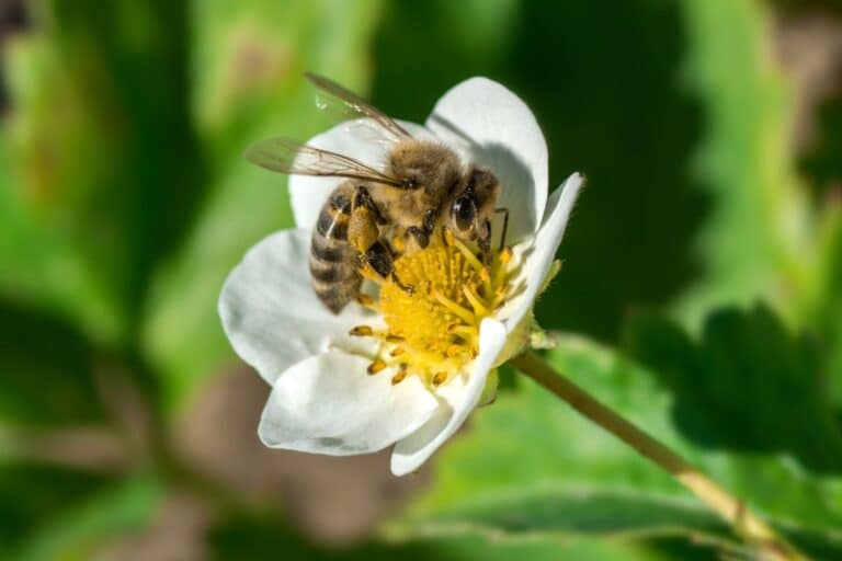 Pollinating Strawberry Plants – Strawberry Plants