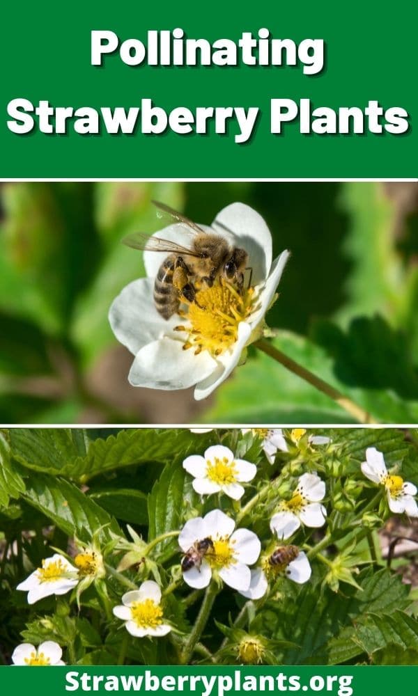 Pollinating Strawberry Plants – Strawberry Plants
