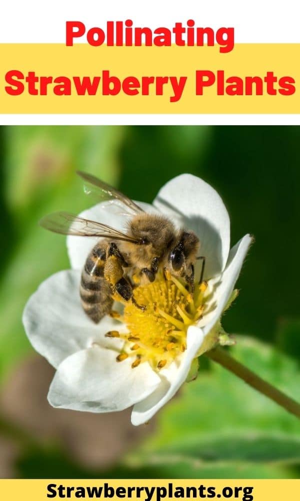 Pollinating Strawberry Plants – Strawberry Plants