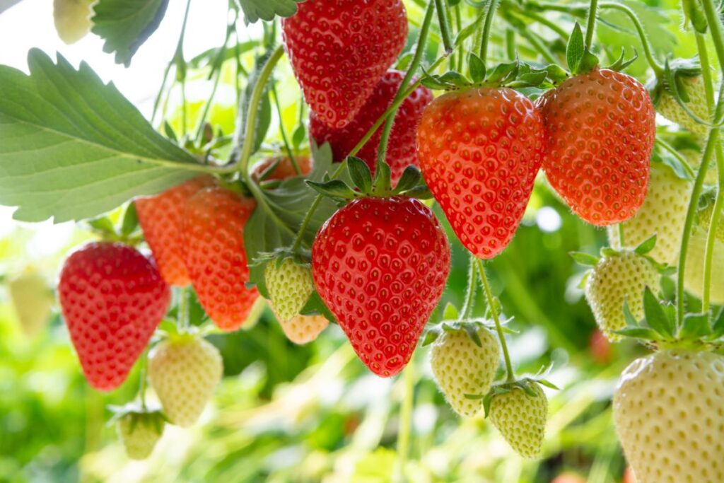 Popular Strawberry Varieties (Complete Guide)