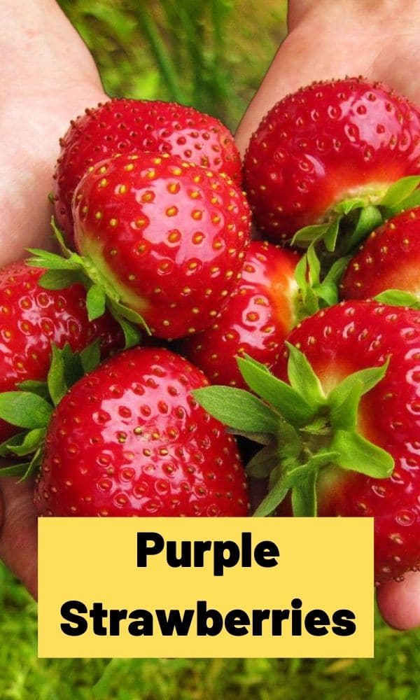 Purple Strawberries (All You Need to Know)