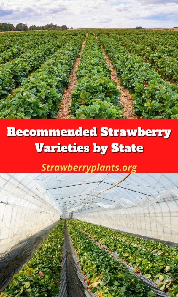 Recommended Strawberry Varieties by State (Updated 2022)